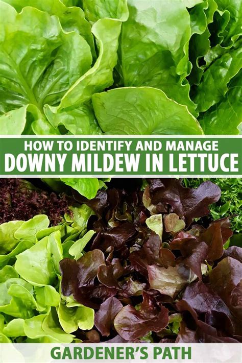 How To Identify And Manage Downy Mildew In Lettuce