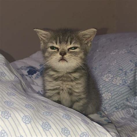 Sleeping Cat Memes 30 Hilarious Snooze Moments Melt Hearts