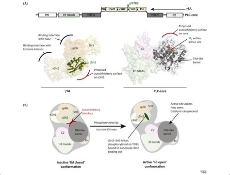 Dysfunction of phospholipase Cγ in immune disorders and cancer Trends in Biochemical Sciences