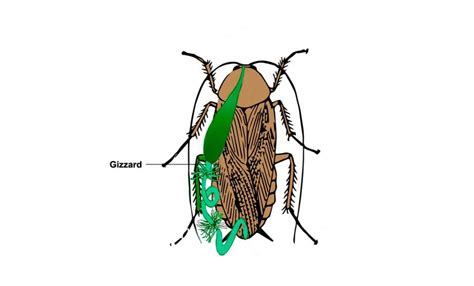 How Many Teeth Are Present In Gizzard Of Cockroach