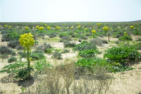 Ferula Plant Adapted To The Hot Deserts Of Central Asia Premium Photo