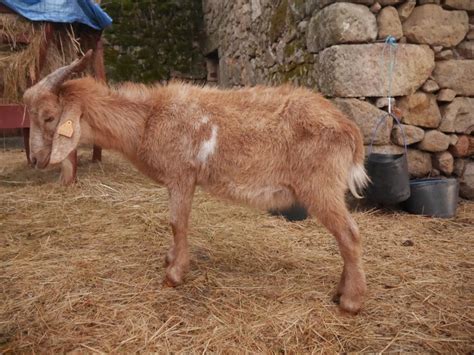 Signs Of Selenium Deficiency In Goats And How To Treat It Portugal Pack Goats