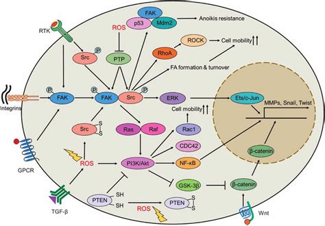 Redox Regulation Of Cell Mobility Ros Activate Src By Inducing The Download Scientific Diagram