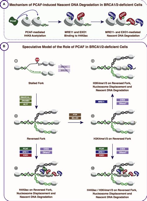 hattracting nucleases to stalled forks molecular cell