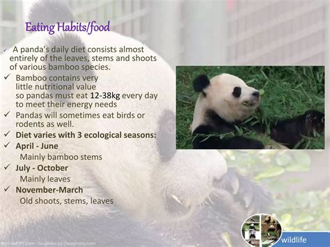 Wildlife Of Giant Panda Pptx