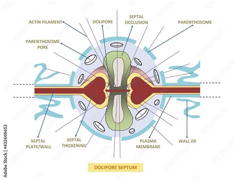 Diagram Showing Different Parts Of Dolipore Septum Of Basidiomycetes Or