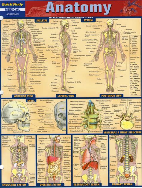 Anatomy 1 Medical Student Reference Chart Directional Terms Chart