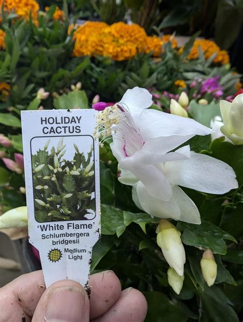 2x White Flame Cuttings Schlumbergera Truncata Holiday Cactus Etsy