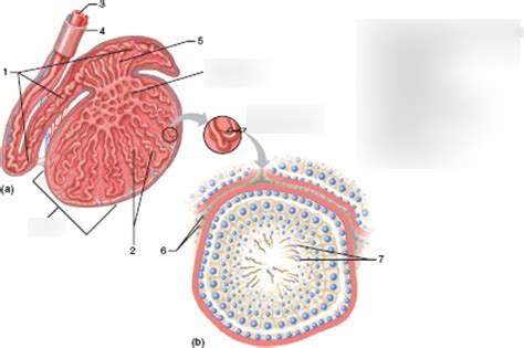 Lab Reproductive System Male Testes Diagram Quizlet