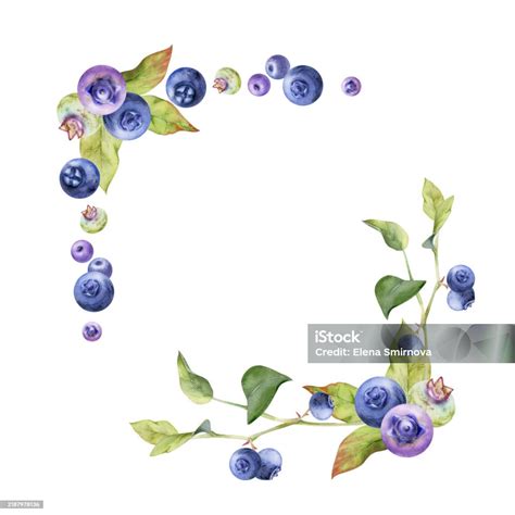 블루 베리 블랙 베리 다발은 가지에 녹색 잎을 가진 수채화 잘 익은 숲의 열매로 그려져 있습니다 고립 된 식물 일러스트 화환 프레임 코너 레스토랑 카페 웨딩 메뉴 파머스