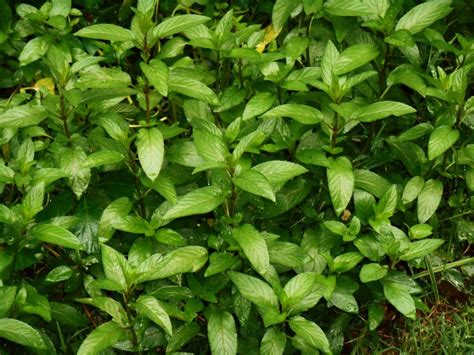 Comfrey Forest Garden