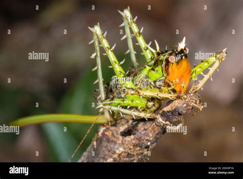 Spiny Bush Cricket Panacanthus Varius On A Leaf At Night In The