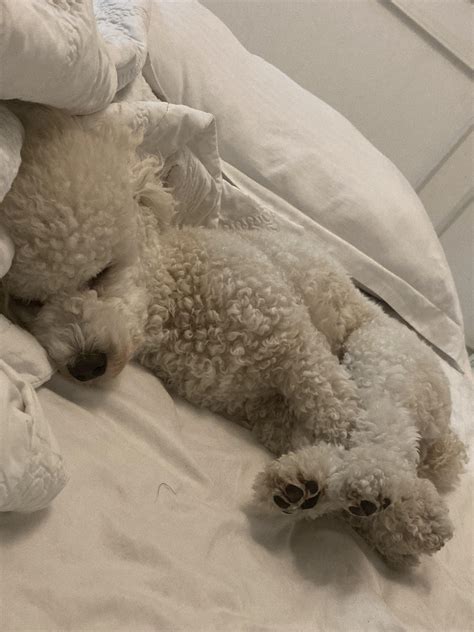 Fell asleep with his hands in his pockets : r/WhatsWrongWithYourDog