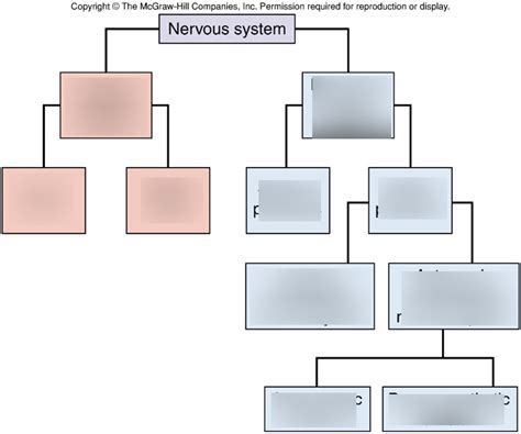 Anatomy And Physiology 1st Period Chapter 9 Nervous System Diagram