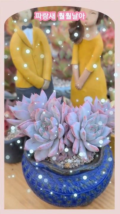 파랑새어제그다육다육다육키핑 다육생활임영웅인생찬가 Youtube