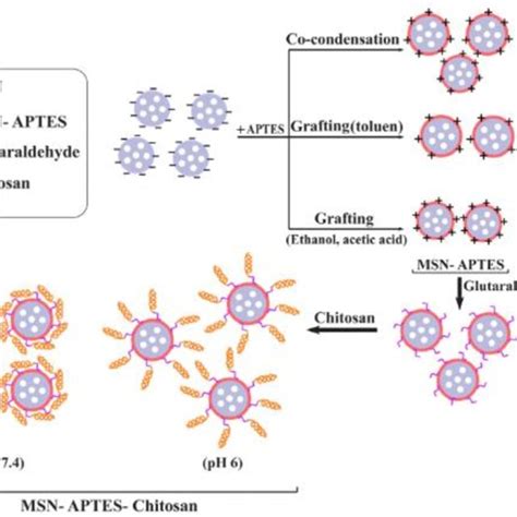 Schematic Representation Of Steps Involved In The Research Reproduced Download Scientific