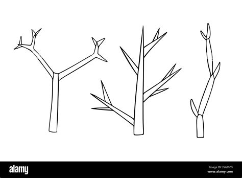 Vector Isolated Illustration Of Shoot Branching Types On White Backgroundshoot Branchingplant