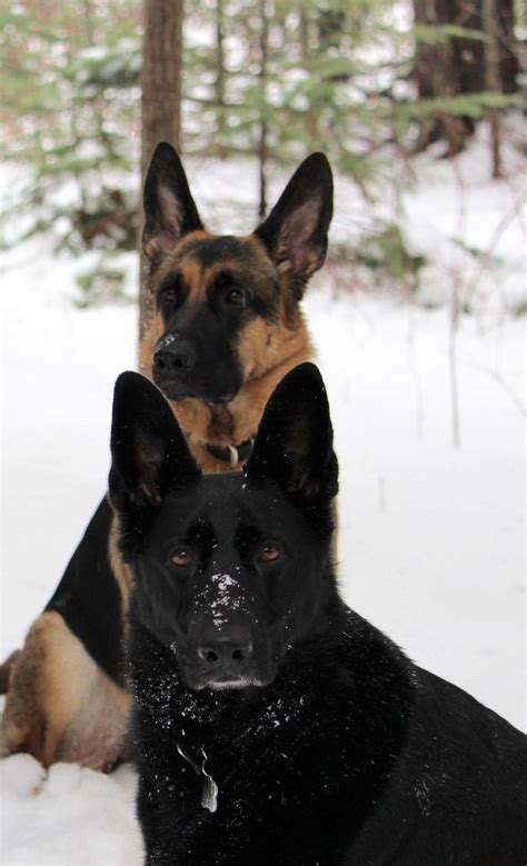 Jazz And Zowie Black German Shepherds Three Black German Shepherds