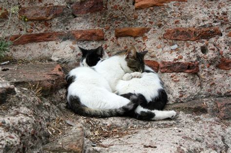 Premium Photo Cats Napping On Each Other