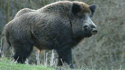 Топ 10 самых опасных животных в России список опасных животных для человека