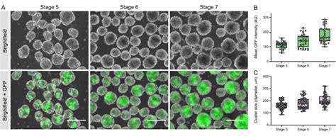 Differentiation Of Human Pluripotent Stem Cells Into Insulin Producing