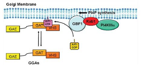 Model Of Gbf1 Recruitment To Golgi Membranes The Recruitment Of The