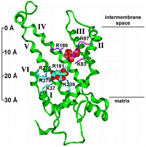 Two Citrate Binding Sites Within The Ctp Transport Pathway Viewed In