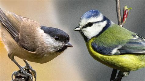 Blue Tits Vs Willow Tits A Lesson In Subsidies The Spectator Australia