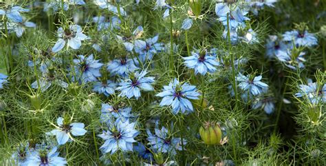 Nigella Sativa Plant Uses