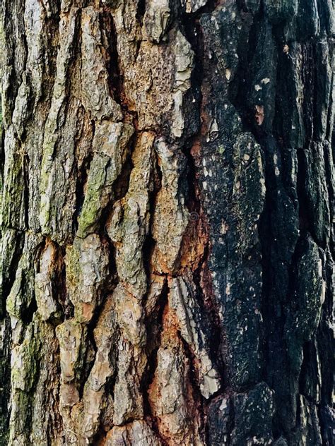 Details Texture Tree Trunk In The Forest Arboretum Nairobi Kenya Eat
