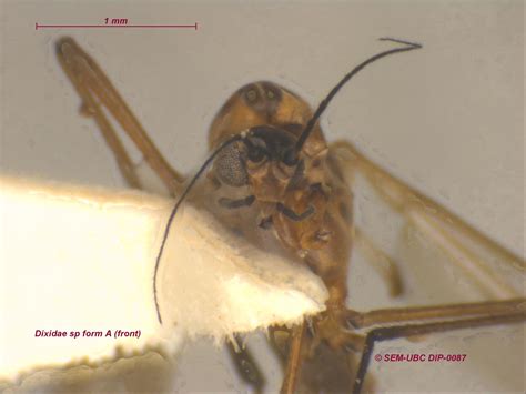 Dixidae