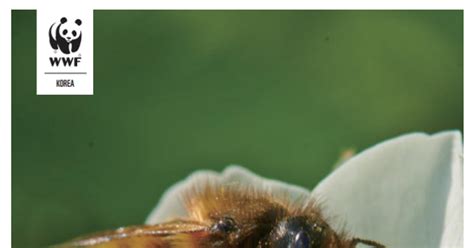 Wwf 대기오염 생태계 미치는 영향 분석 보고서 발간