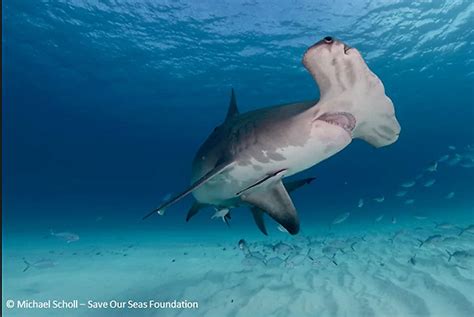 ‘sharkathon 2017 Is Here How To Watch It Like A Scientist Press