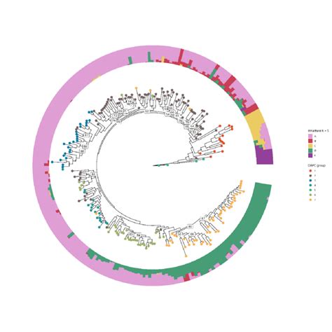 Maximum Likelihood Phylogenetic Analysis Using 206474 Snps Dapc