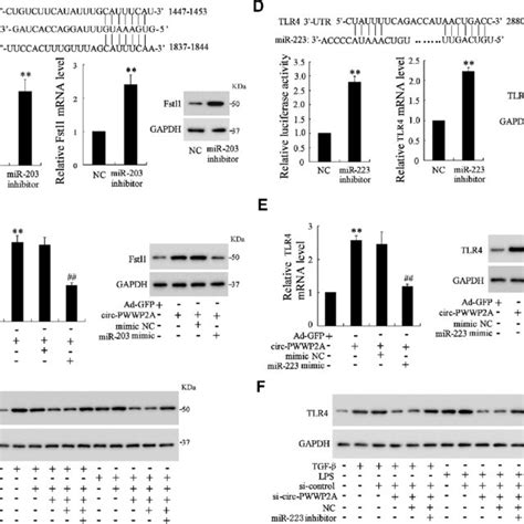 Circ Pwwp2a Regulates Fstl1 And Tlr4 Via Sponging Mir 203 And Mir 223