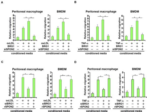 Transcriptional Activation Of Matricellular Protein Spondin2 Spon2 By