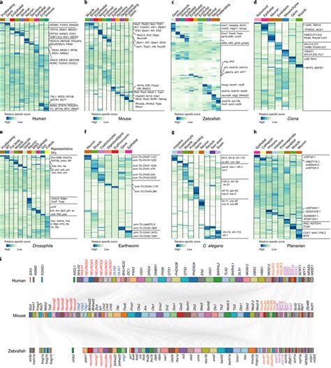 Comparison Of Regulatory Tfs Within And Across Species Using Scrna Seq Download Scientific