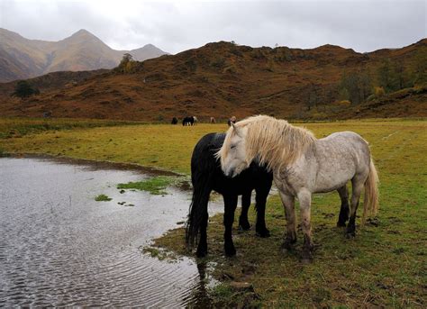 Highland Ponies Horses Highland Pony Pretty Horses