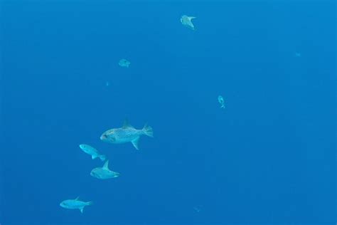 The Ocean Triggerfish Whats That Fish