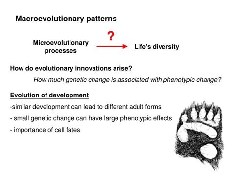 Ppt Macroevolutionary Patterns Powerpoint Presentation Free Download