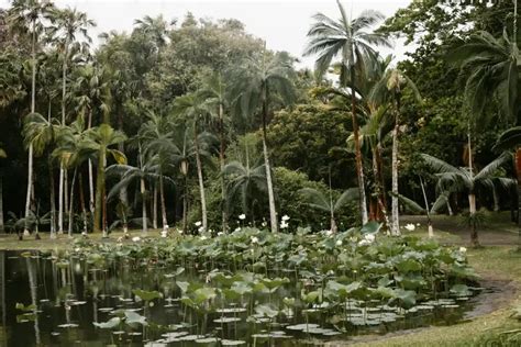 Pamplemousses Botanical Garden A Serene Escape In Mauritius