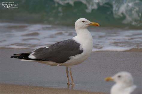 줄무늬노랑발갈매기 Heuglins Gull