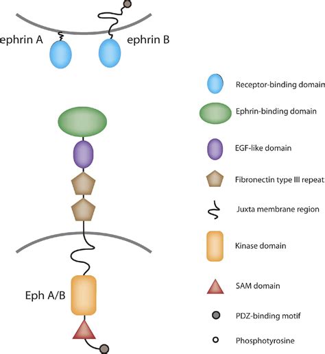 Ephephrin Signaling In Injury And Inflammation The American Journal