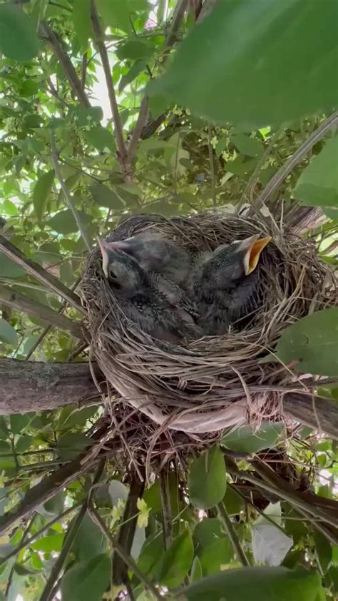 Robin Nests Update 9 Album On Imgur