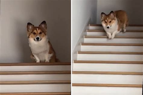 Memes Corgi Derby Upcoming Corgi Nation Events — So Cal Corgi Nation