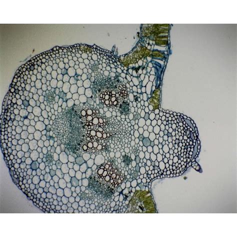 Cross Section Of Monocot Leaf