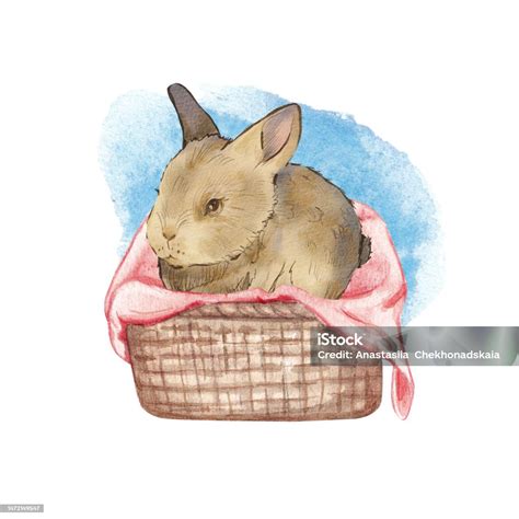 흰색 배경에 격리된 바구니에 담긴 귀여운 토끼 작은 토끼의 수채화 그림입니다 고리 버들 바구니에 부활절 토끼입니다 어린이 그림은