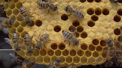 Eggs And Larvae Of Future Honey Bees Stock Video Video Of