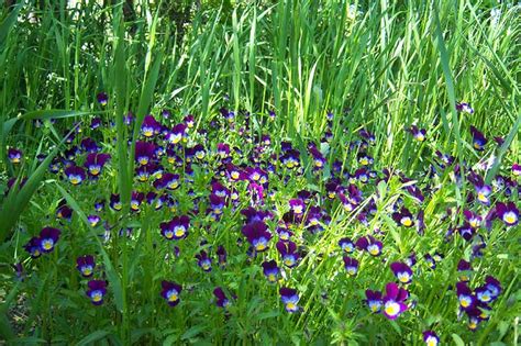 How To Grow And Care For Johnny Jump Ups Gardeners Path