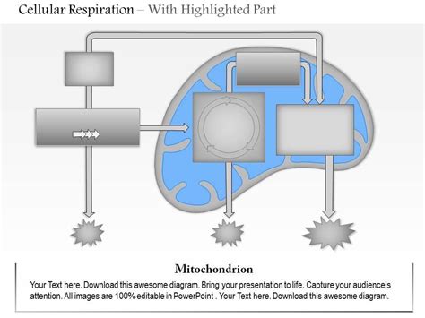 Cellular Respiration Diagram Fill In Blank